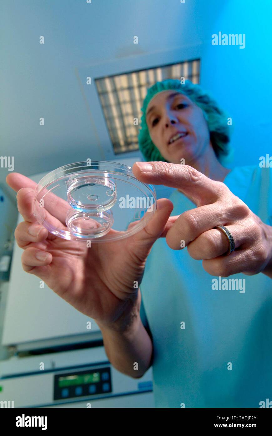 IVF embryos. Scientist holding a petri dish containing embryos created ...