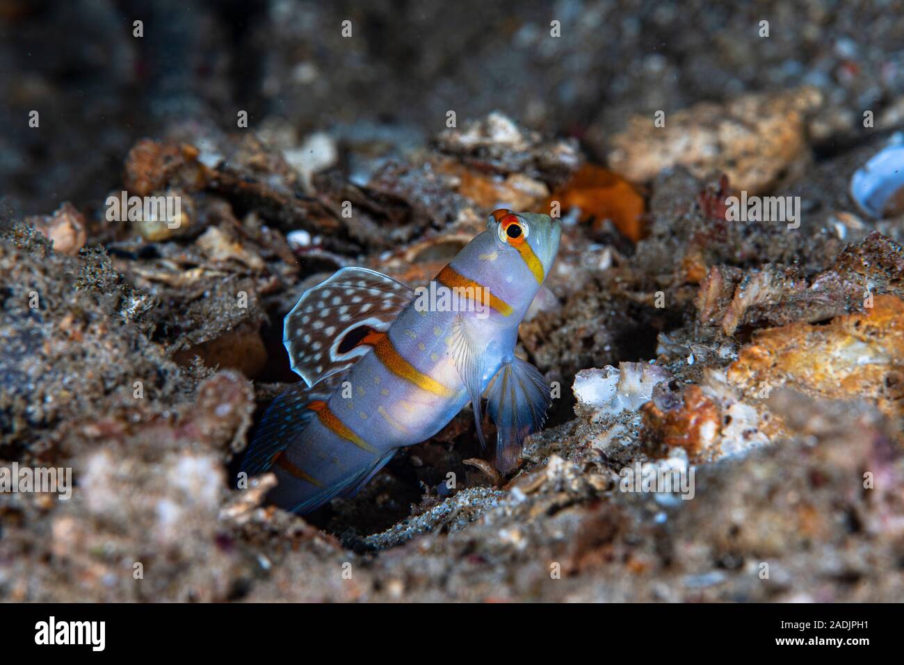 Gold barred shrimp goby hi-res stock photography and images - Alamy