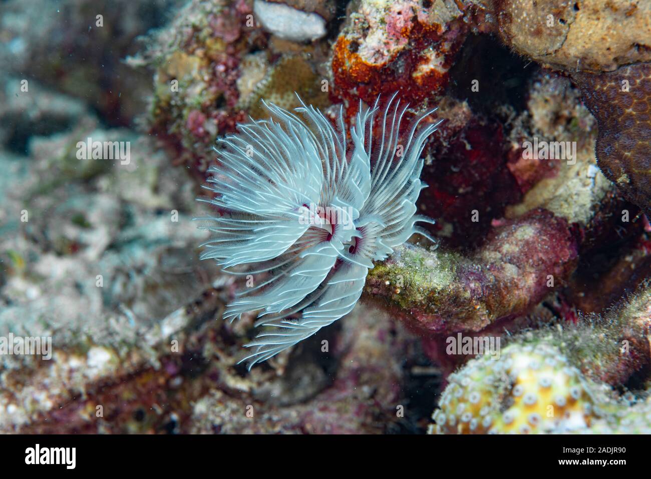 Muck worms hi-res stock photography and images - Alamy