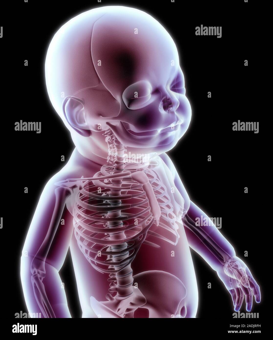 Human baby, anatomical artwork. This artwork shows the baby's skeleton ...