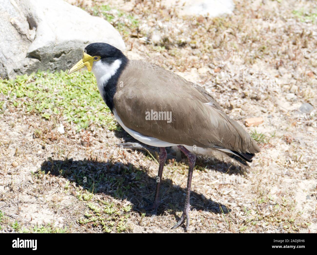 Black winged lapwing hi-res stock photography and images - Alamy
