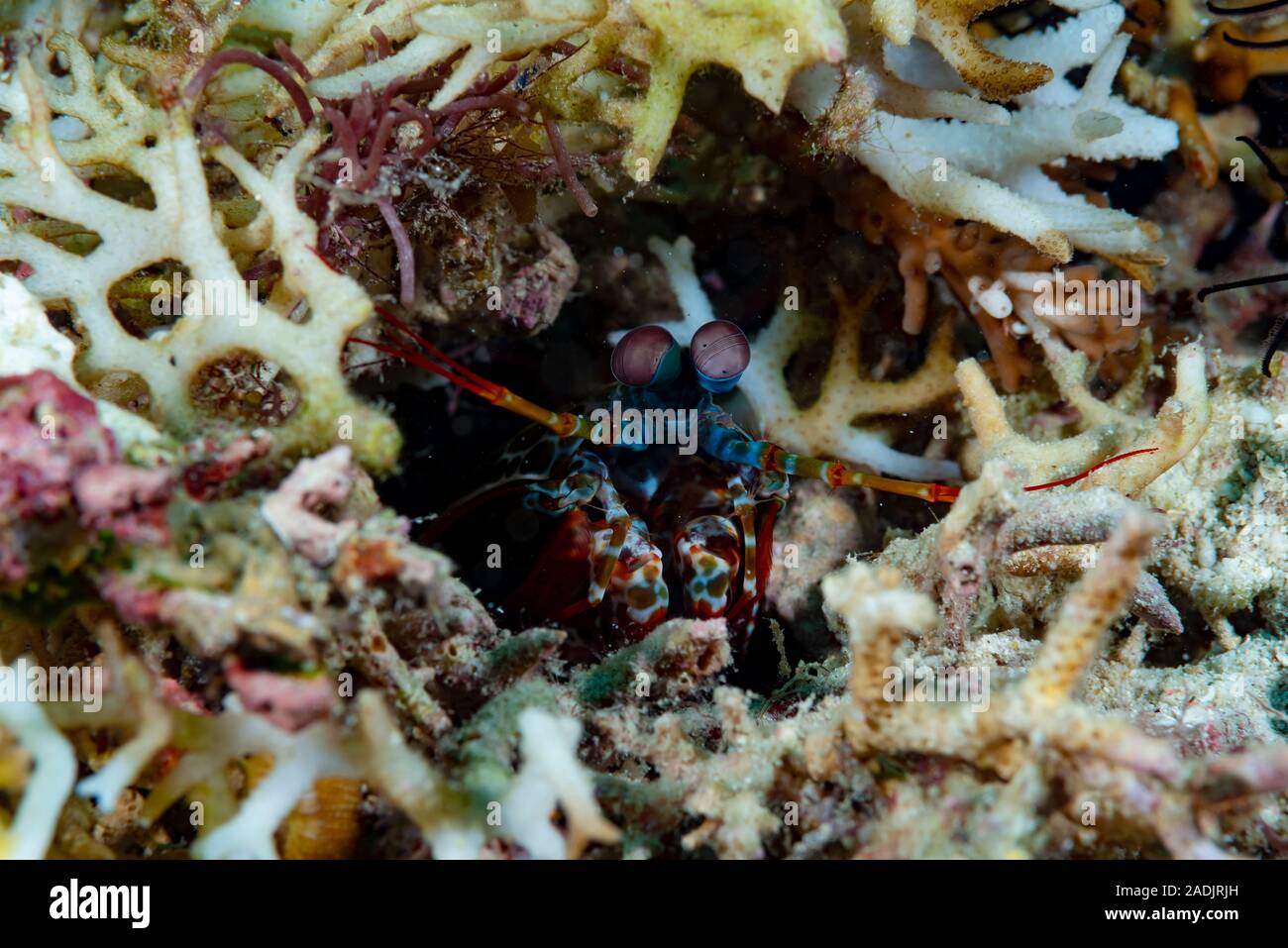 Smashing mantis shrimp hi-res stock photography and images - Alamy