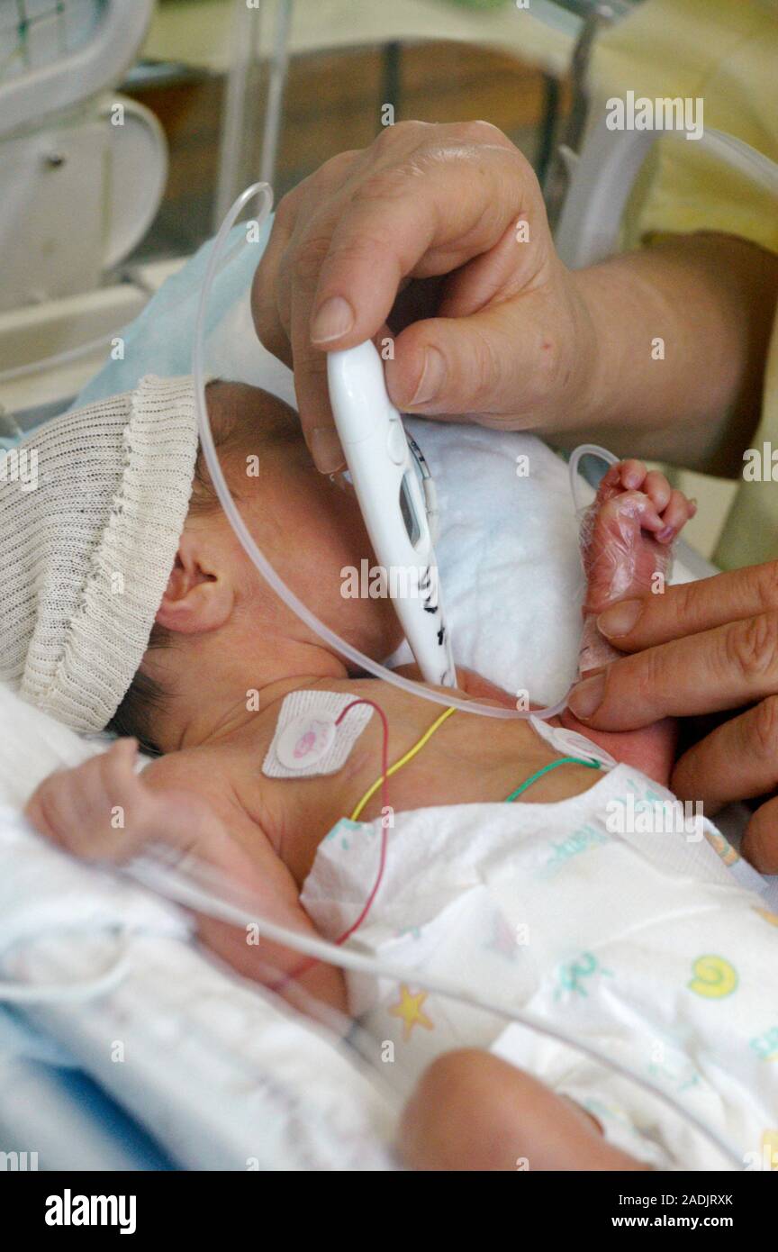 MODEL RELEASED. Premature baby. Nurse taking a premature baby's ...