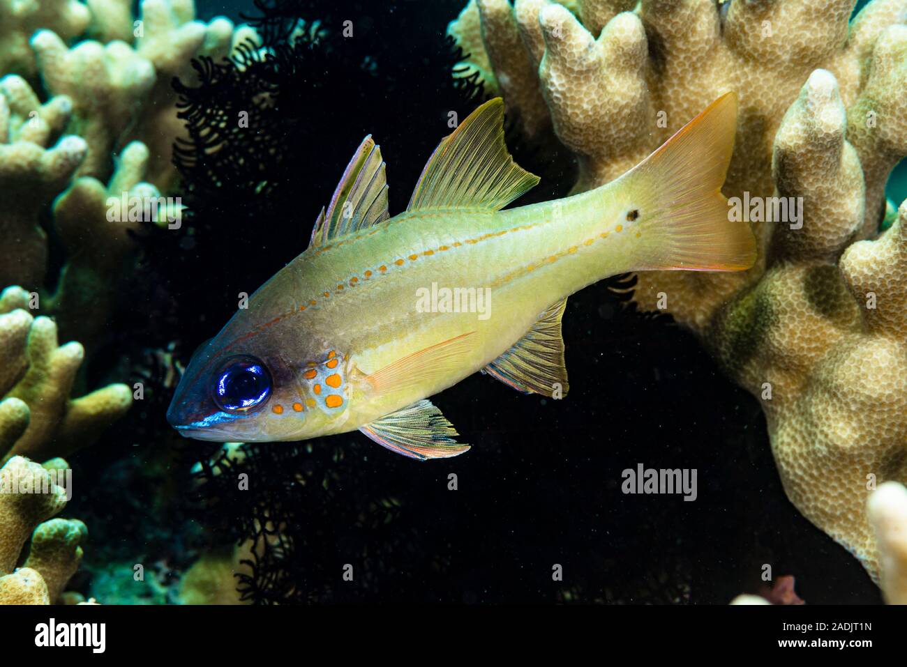 Spotted-Gill Cardinalfish Ostorhinchus chrysopomus Stock Photo - Alamy