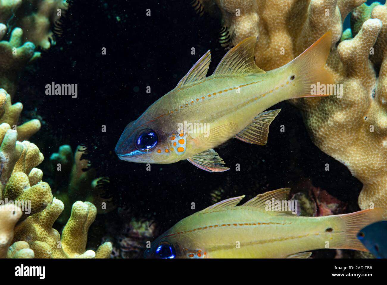 Spotted-Gill Cardinalfish Ostorhinchus chrysopomus Stock Photo - Alamy