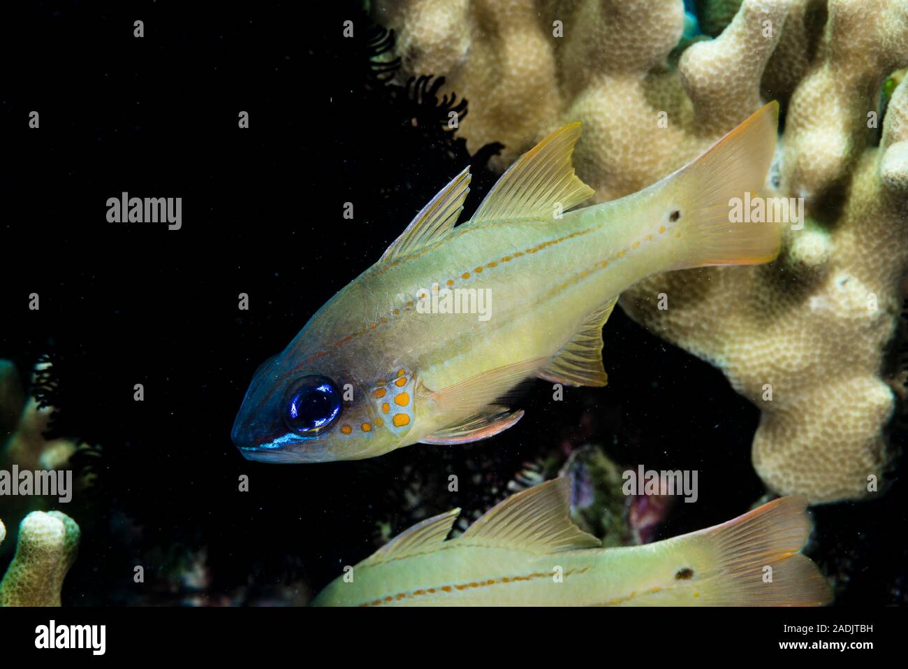 Spotted cardinalfish hi-res stock photography and images - Alamy