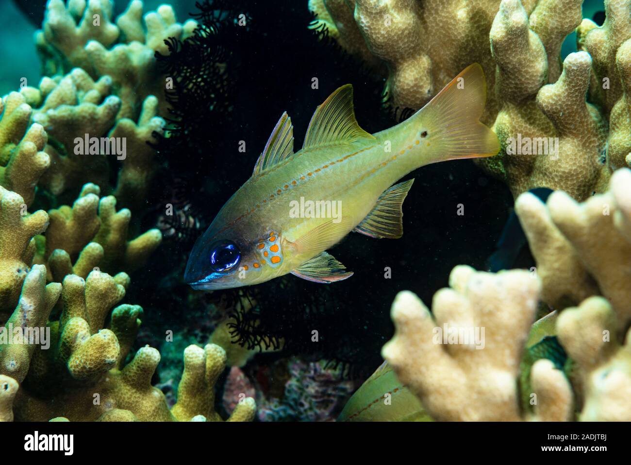 Spotted cardinalfish hi-res stock photography and images - Alamy