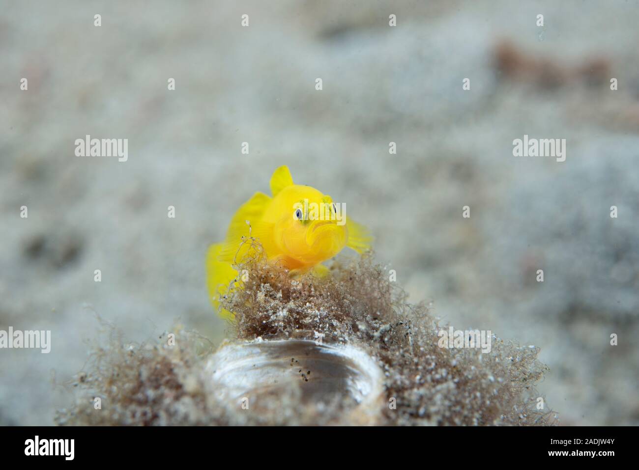 Yellow Pygmy-goby Lubricogobius exiguus Stock Photo - Alamy