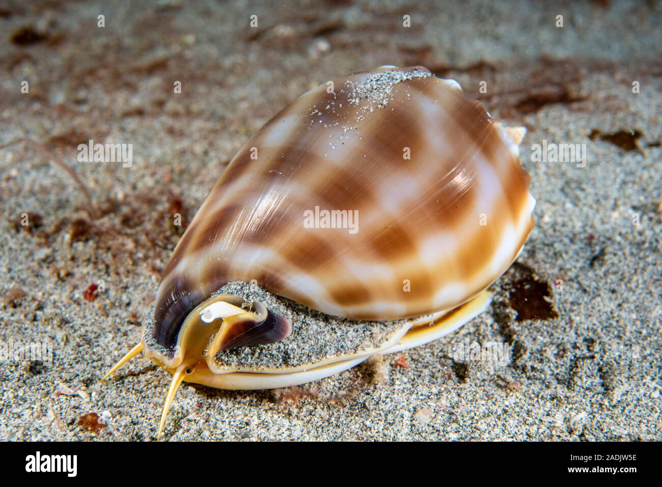 Banded snail shells hi-res stock photography and images - Alamy