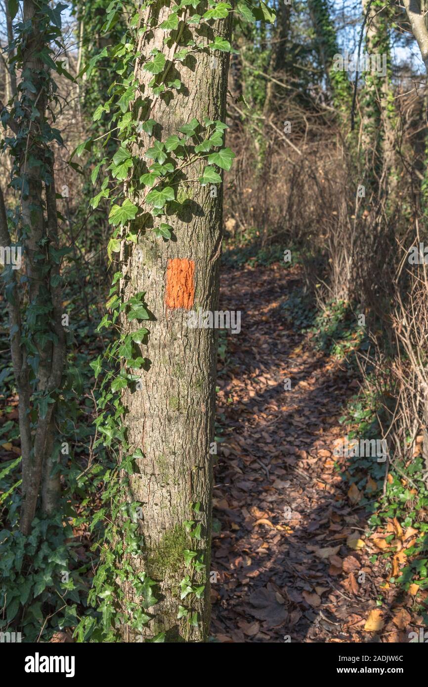 Orange trail blazes on tree trunk (US & Canadian style). Blazes mark ...