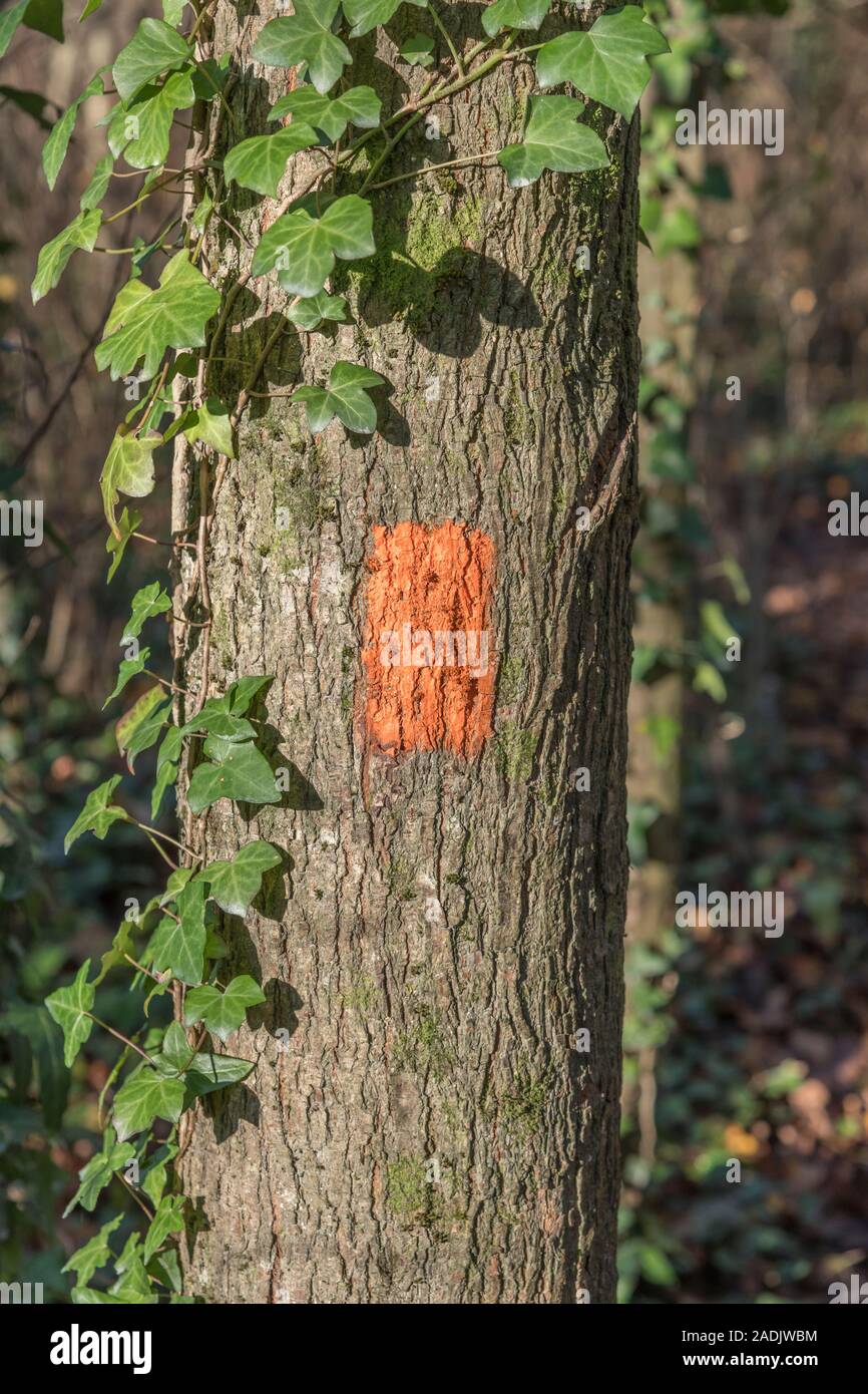 Orange trail blazes on tree trunk (US & Canadian style). Blazes mark ...
