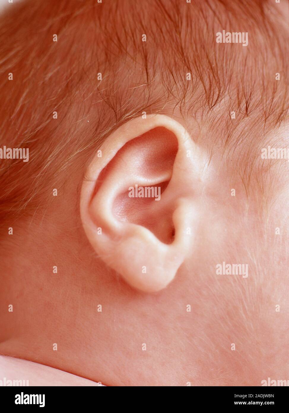 Baby's ear. Ear of a 5-week-old baby boy Stock Photo - Alamy
