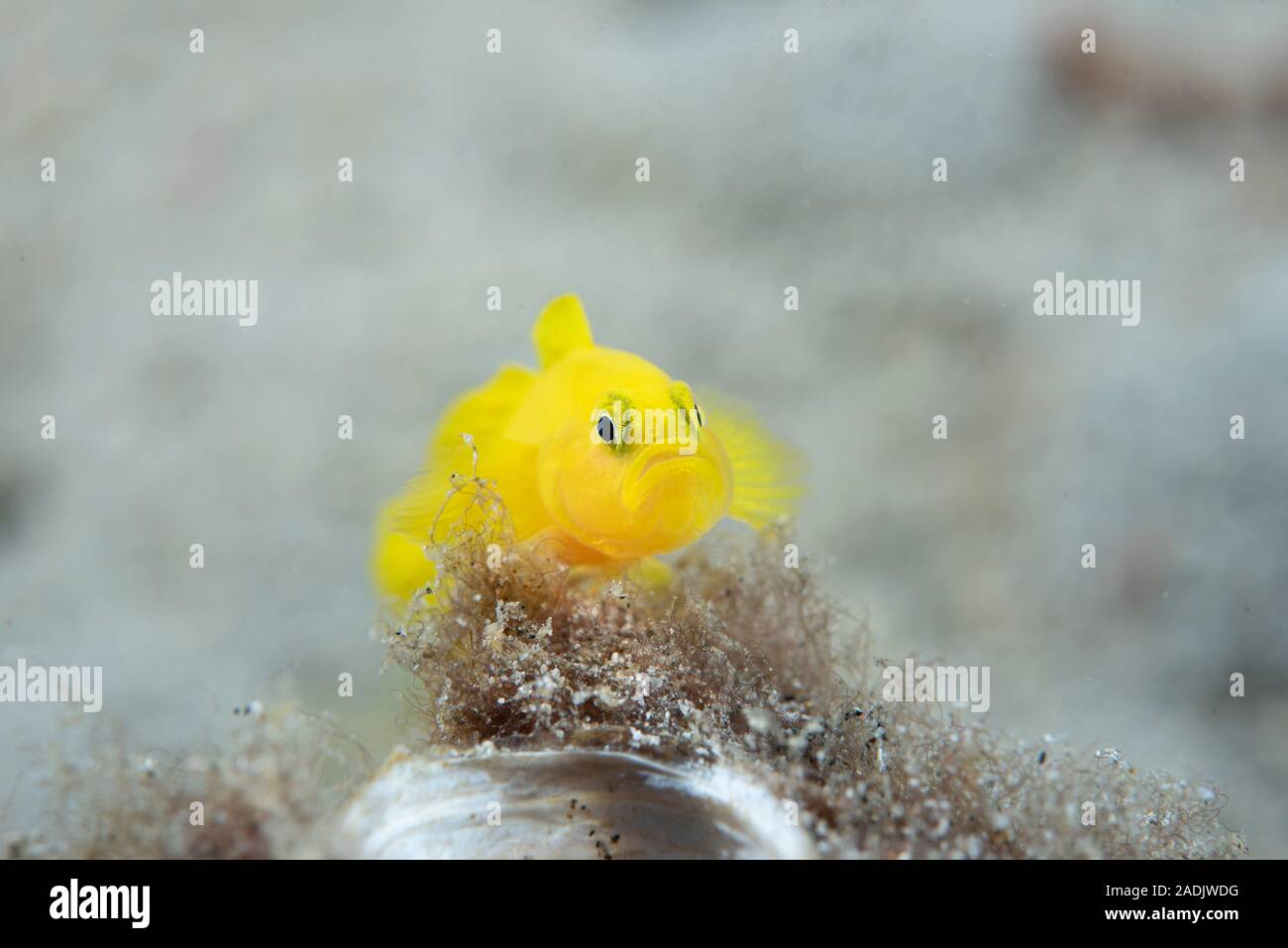 Pygmy goby philippines hi-res stock photography and images - Alamy