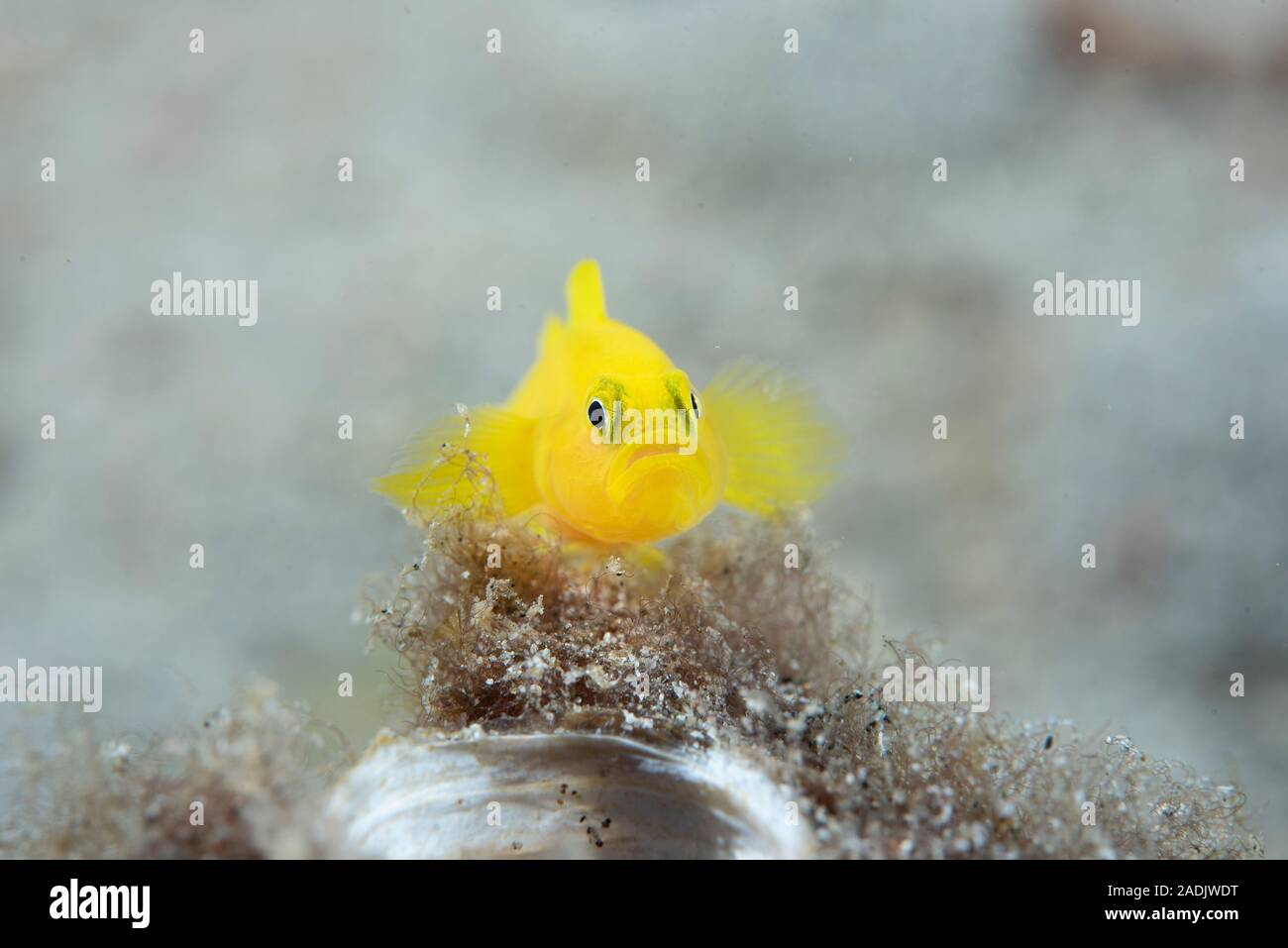 Pygmy goby philippines hi-res stock photography and images - Alamy