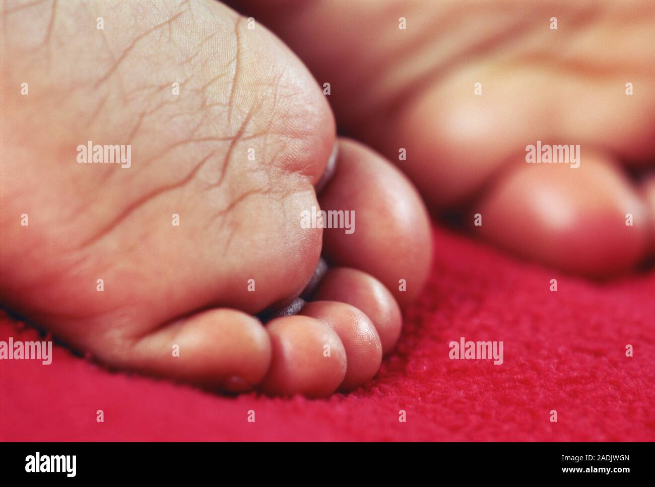 Baby's feet. Feet of a 9-month-old baby girl Stock Photo - Alamy