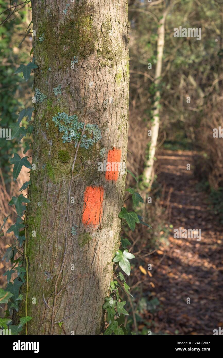 Orange trail blazes on tree trunk (US & Canadian style). Blazes mark ...