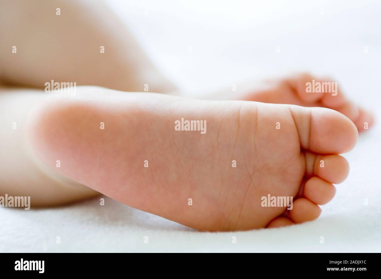 MODEL RELEASED. Baby's feet. Feet of a seven month old baby girl Stock ...