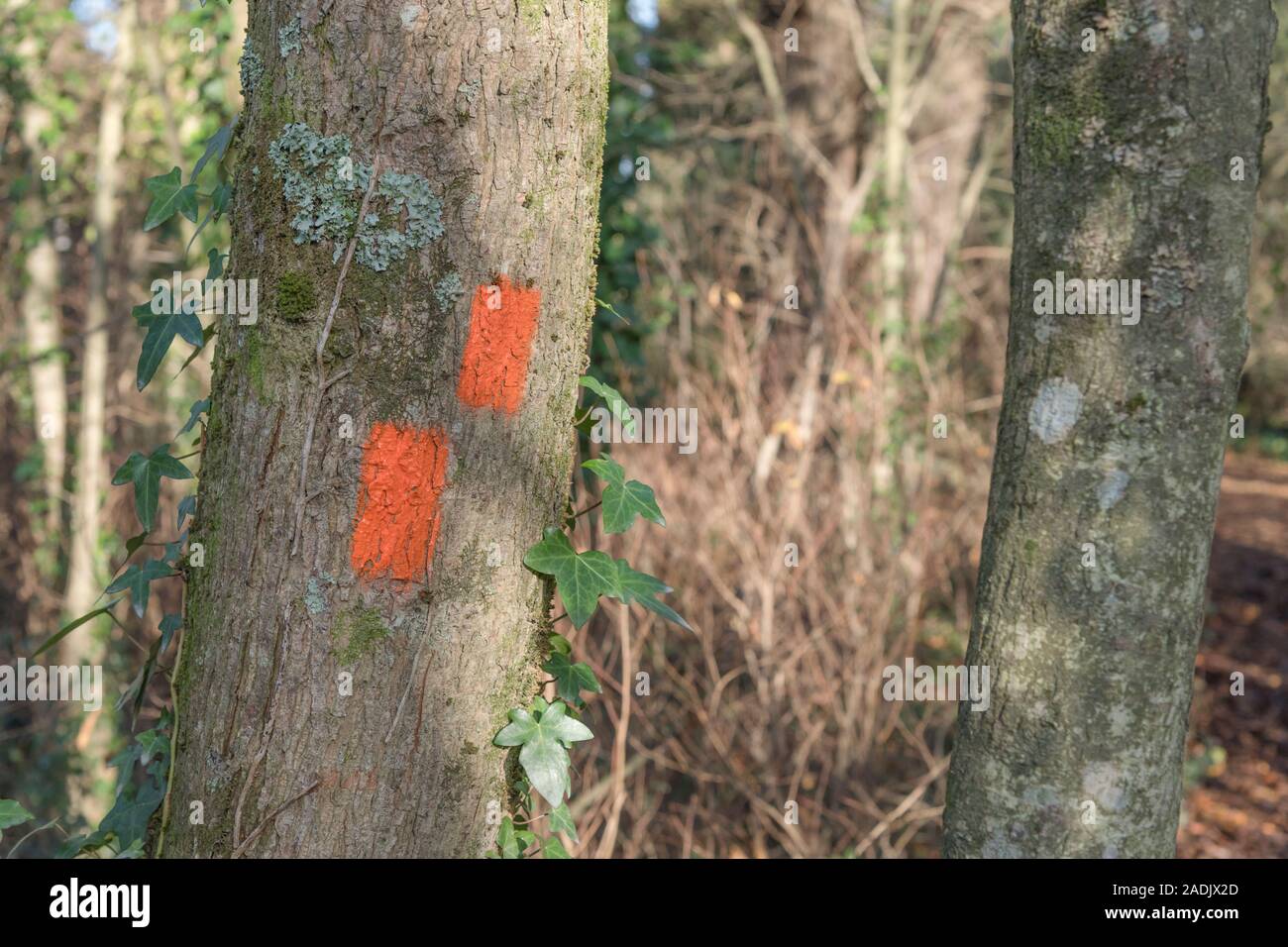 Orange trail blazes on tree trunk (US & Canadian style). Blazes mark ...