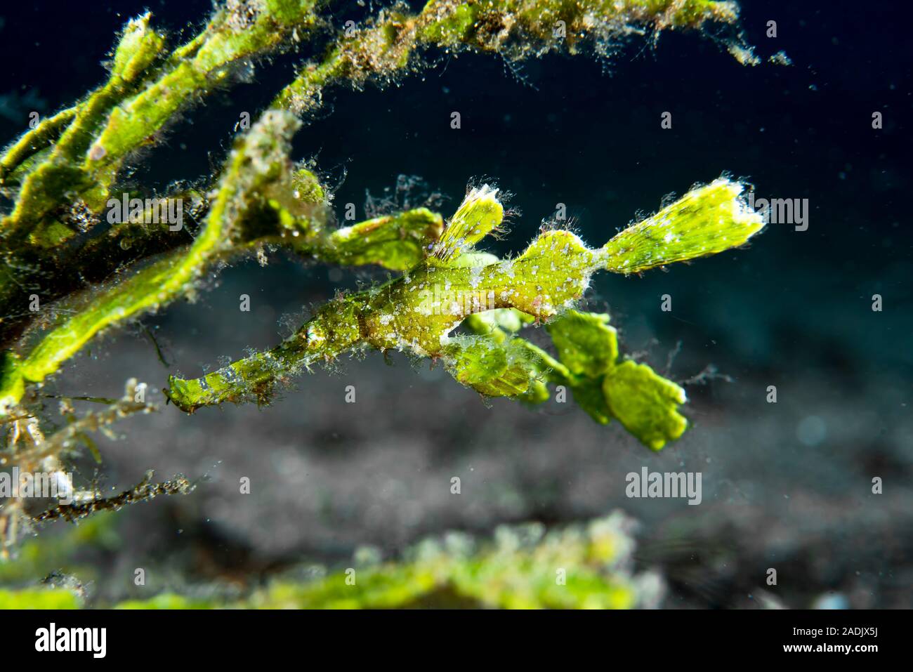Halimeda Ghostpipefish Solenostomus halimeda Stock Photo - Alamy