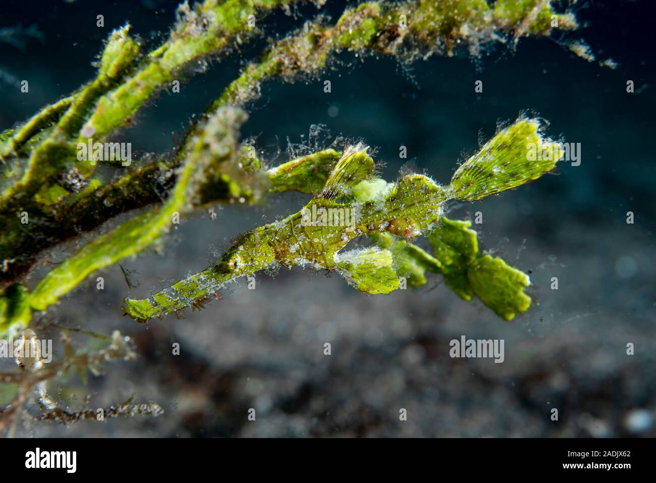 Halimeda Ghostpipefish Solenostomus halimeda Stock Photo - Alamy