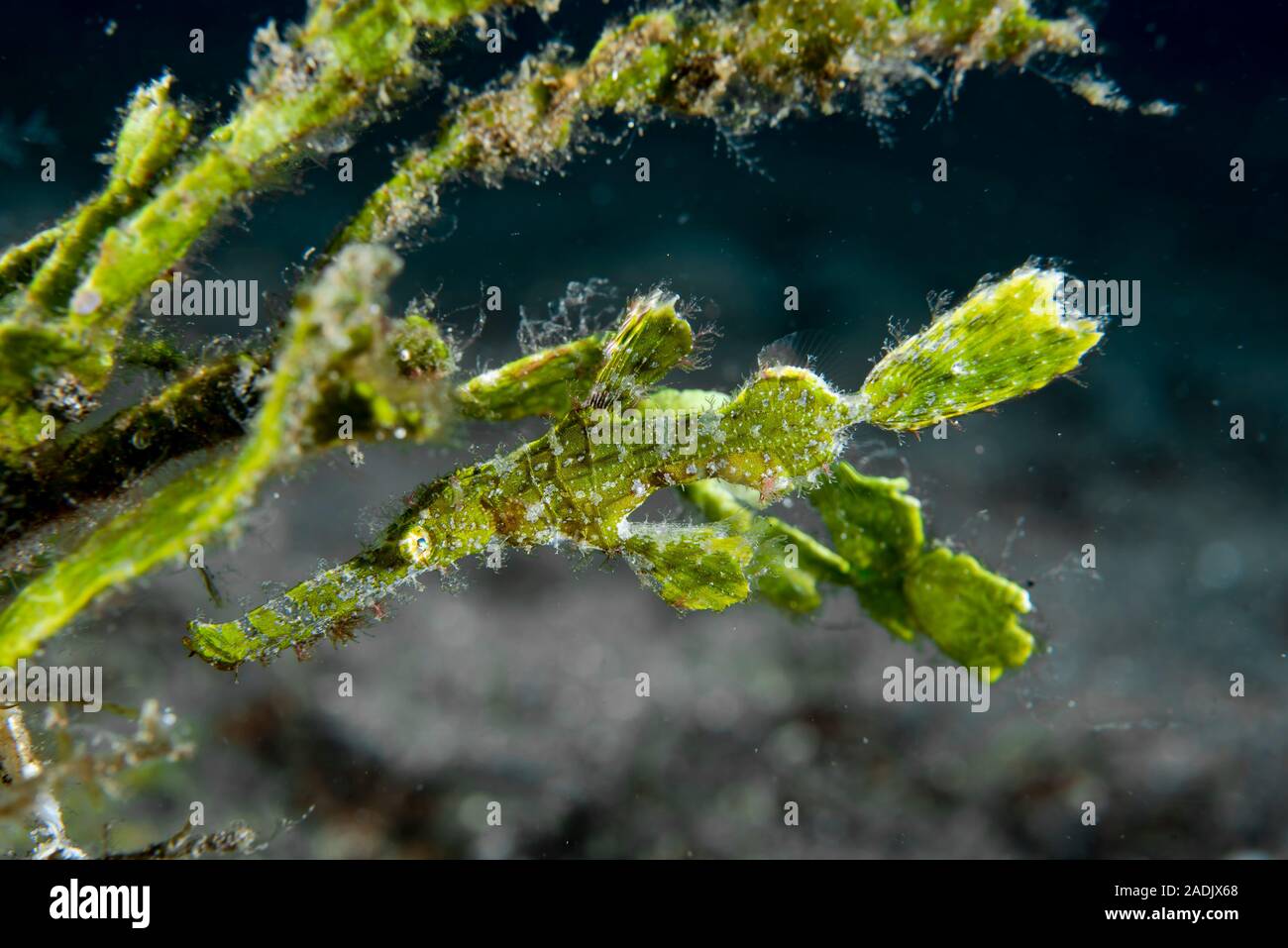 Halimeda Ghostpipefish Solenostomus halimeda Stock Photo - Alamy