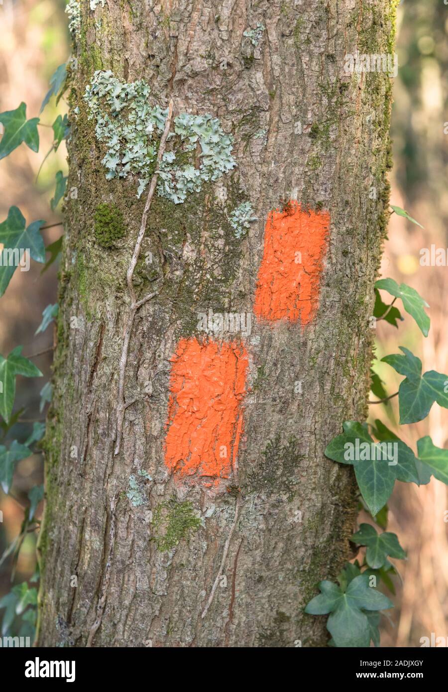 Orange trail blazes on tree trunk (US & Canadian style). Blazes mark ...