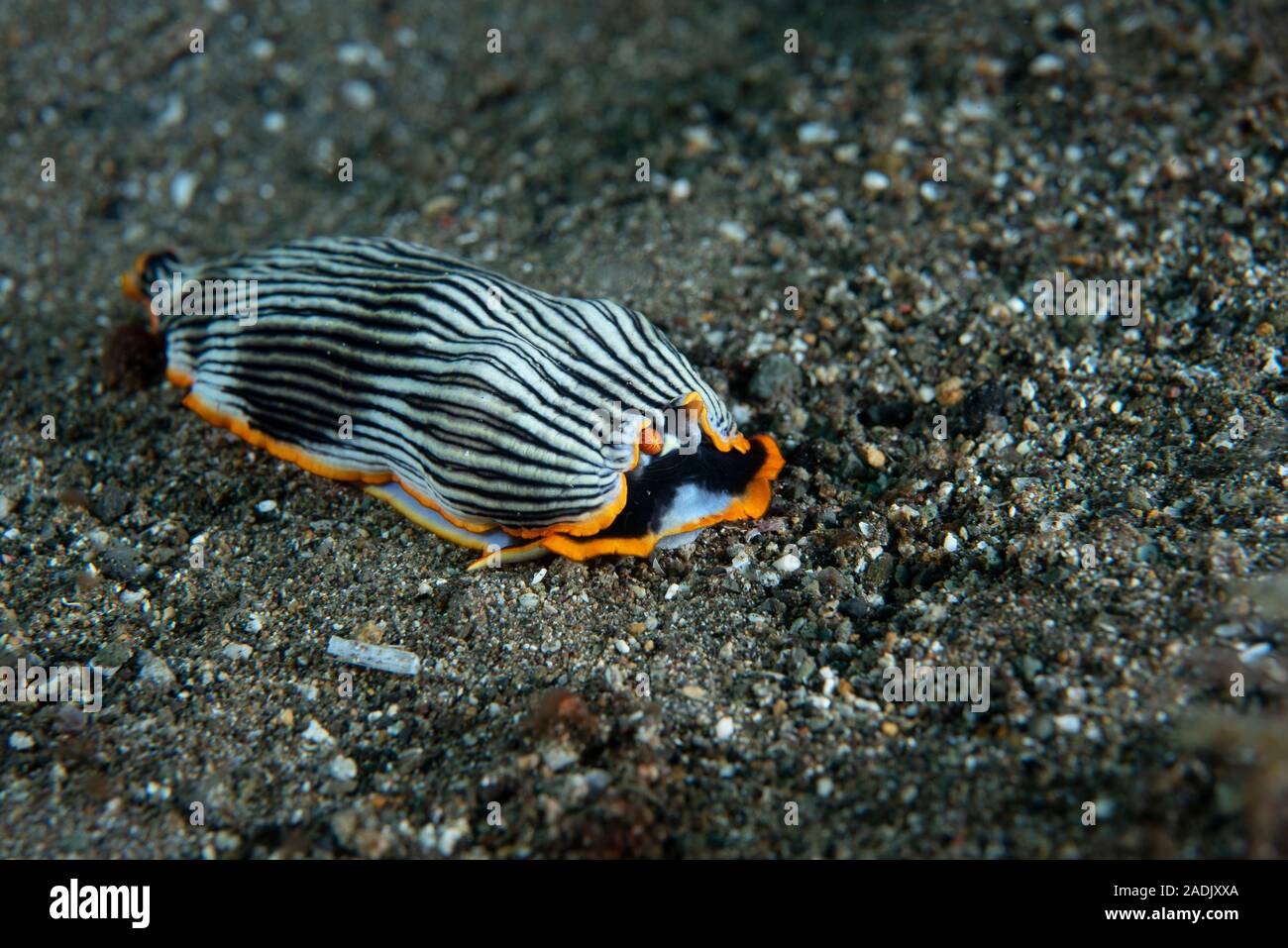 Armina hi-res stock photography and images - Alamy