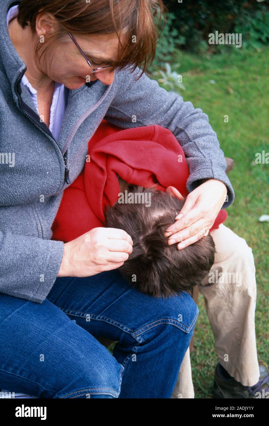Head lice. Mother checking her teenage son's hair for head lice. Human ...