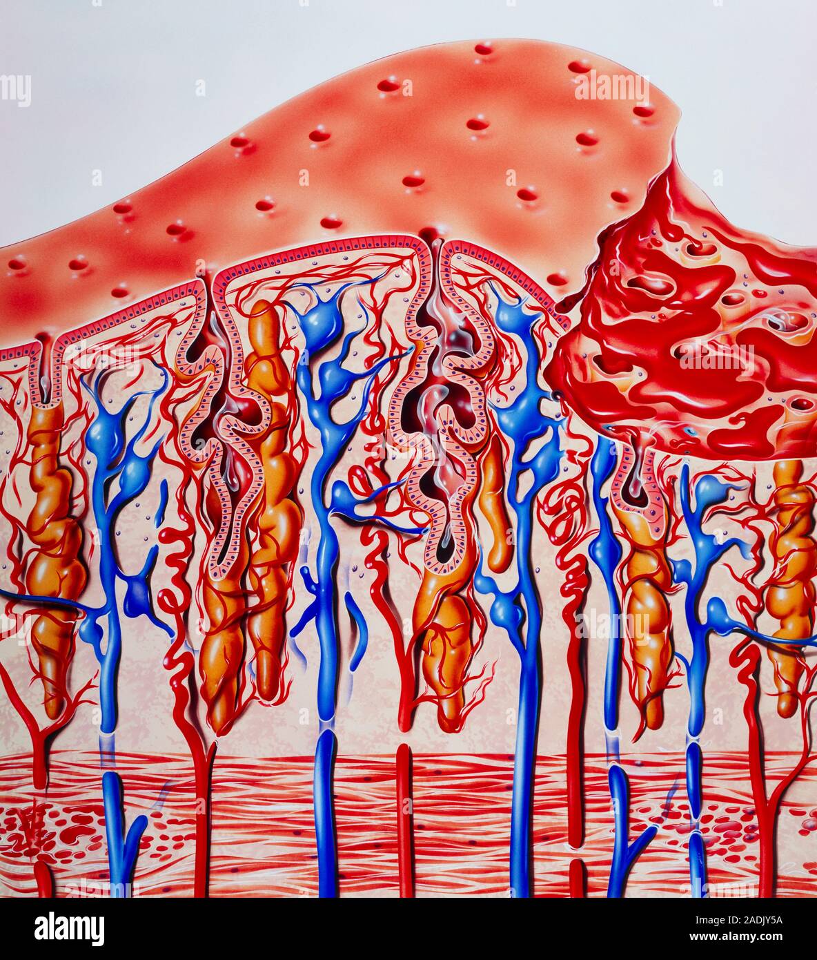 Menstruation. Illustration of the uterus during the time of ...