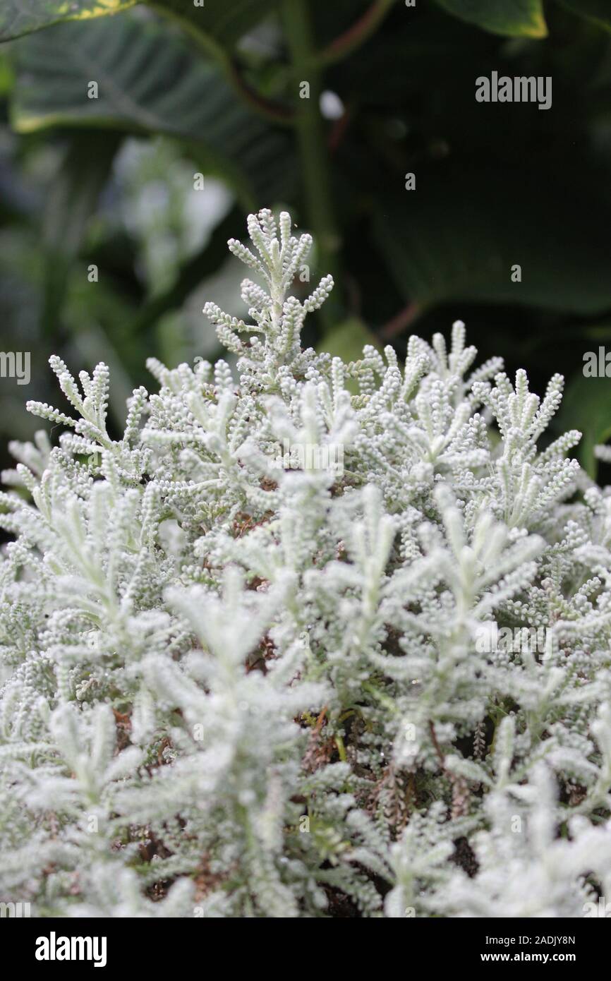 Santolina chamaecyparissus, cotton lavender, plant Stock Photo - Alamy