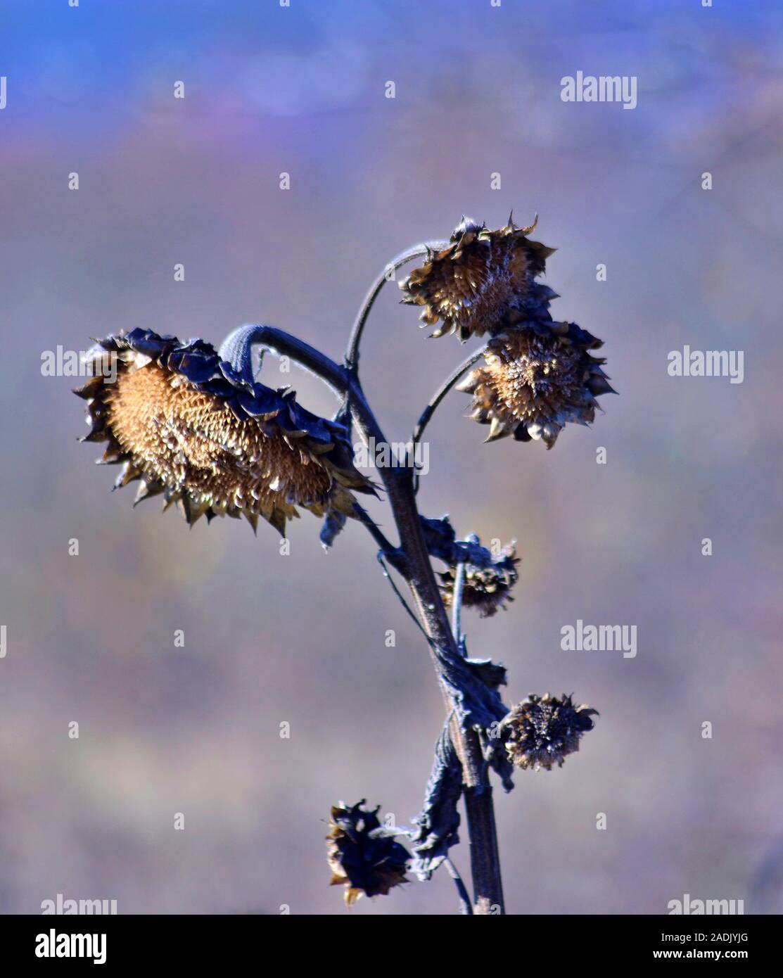 Wilted sunflower hi-res stock photography and images - Alamy