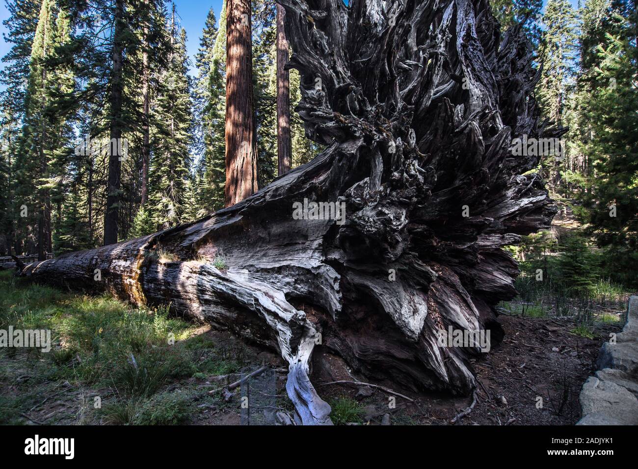 Fallen Monarch Tree in Mariposa Grove, Yosemite National Park ...
