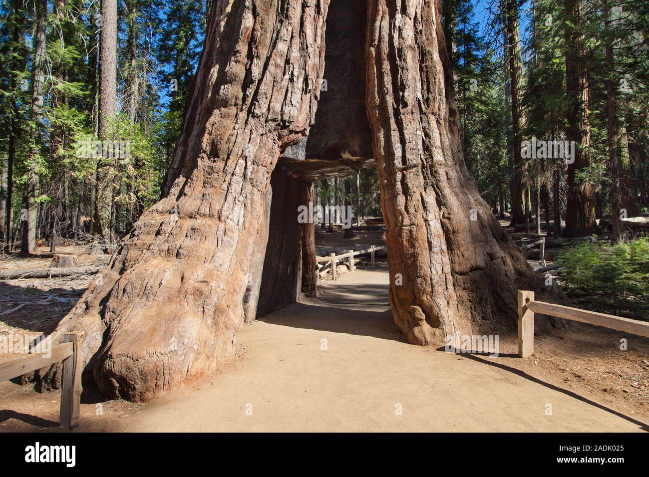 The wawona tree hi-res stock photography and images - Alamy