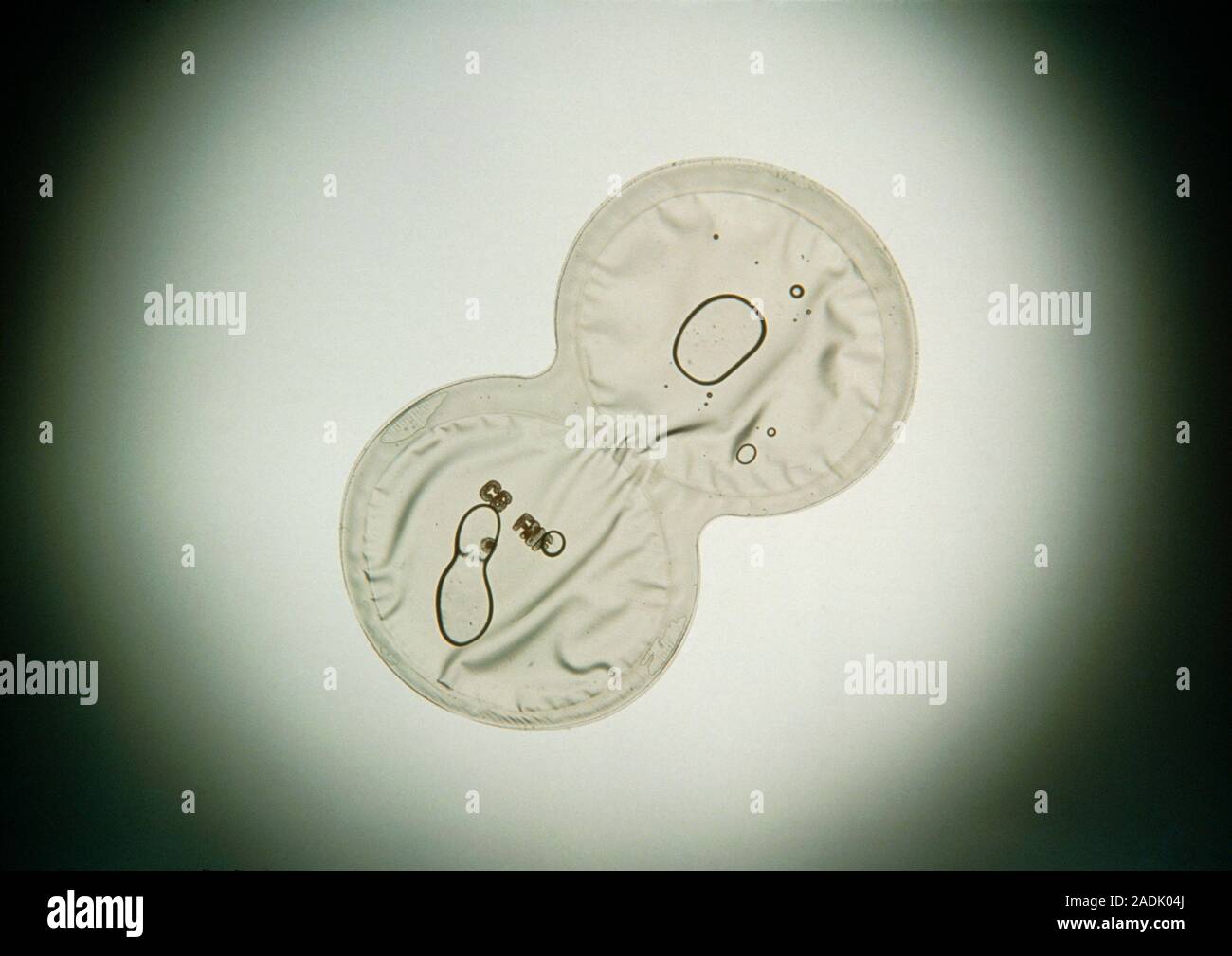 Skin patch for use in Hormone Replacement Therapy (HRT). A double ...