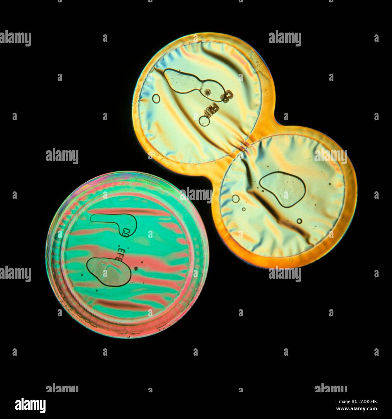 Skin patches used in Hormone Replacement Therapy (HRT). A double and ...