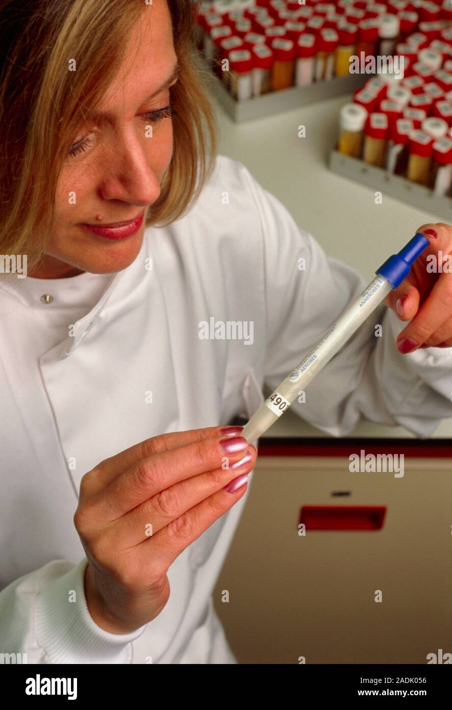 Vaginal swab. Female medical technician holding a vaginal swab in its ...