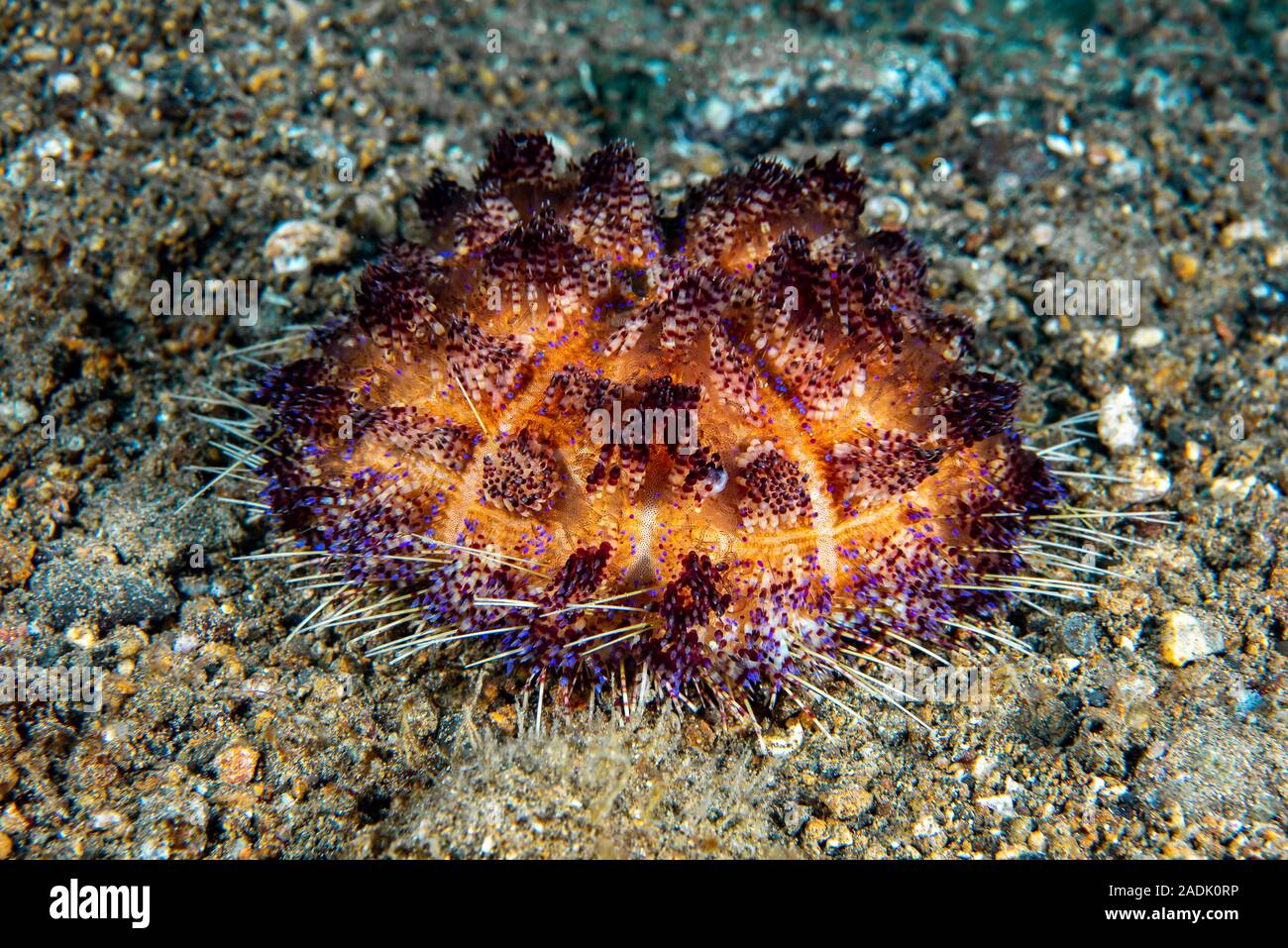 Asthenosoma hi-res stock photography and images - Alamy