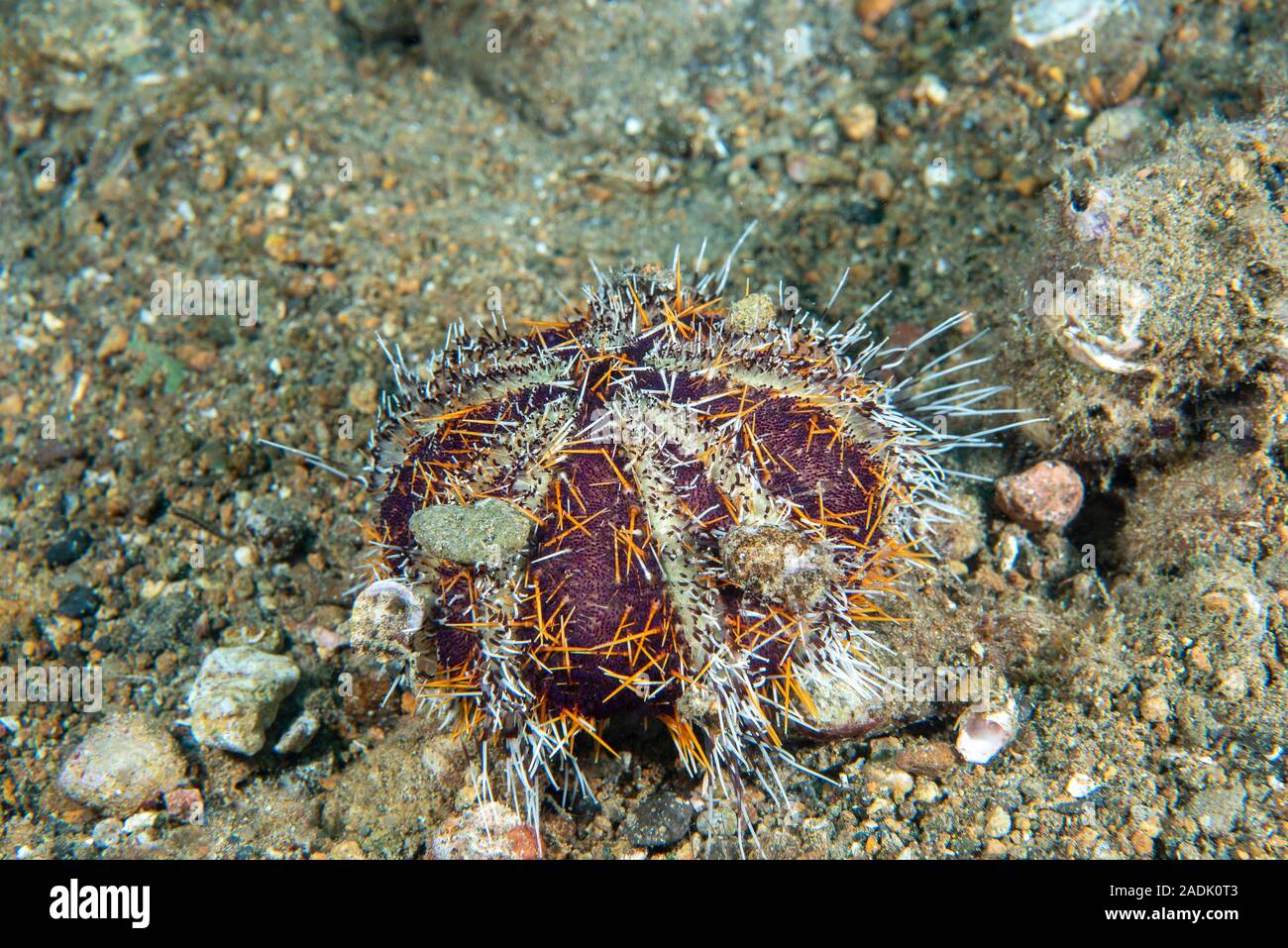 Toxopneustes pileolus hi-res stock photography and images - Alamy