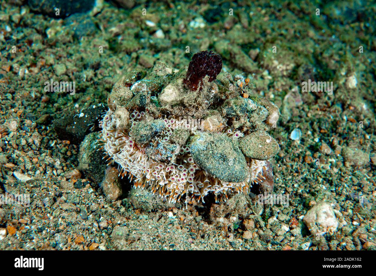 Flower Urchin Toxopneustes pileolus Stock Photo - Alamy