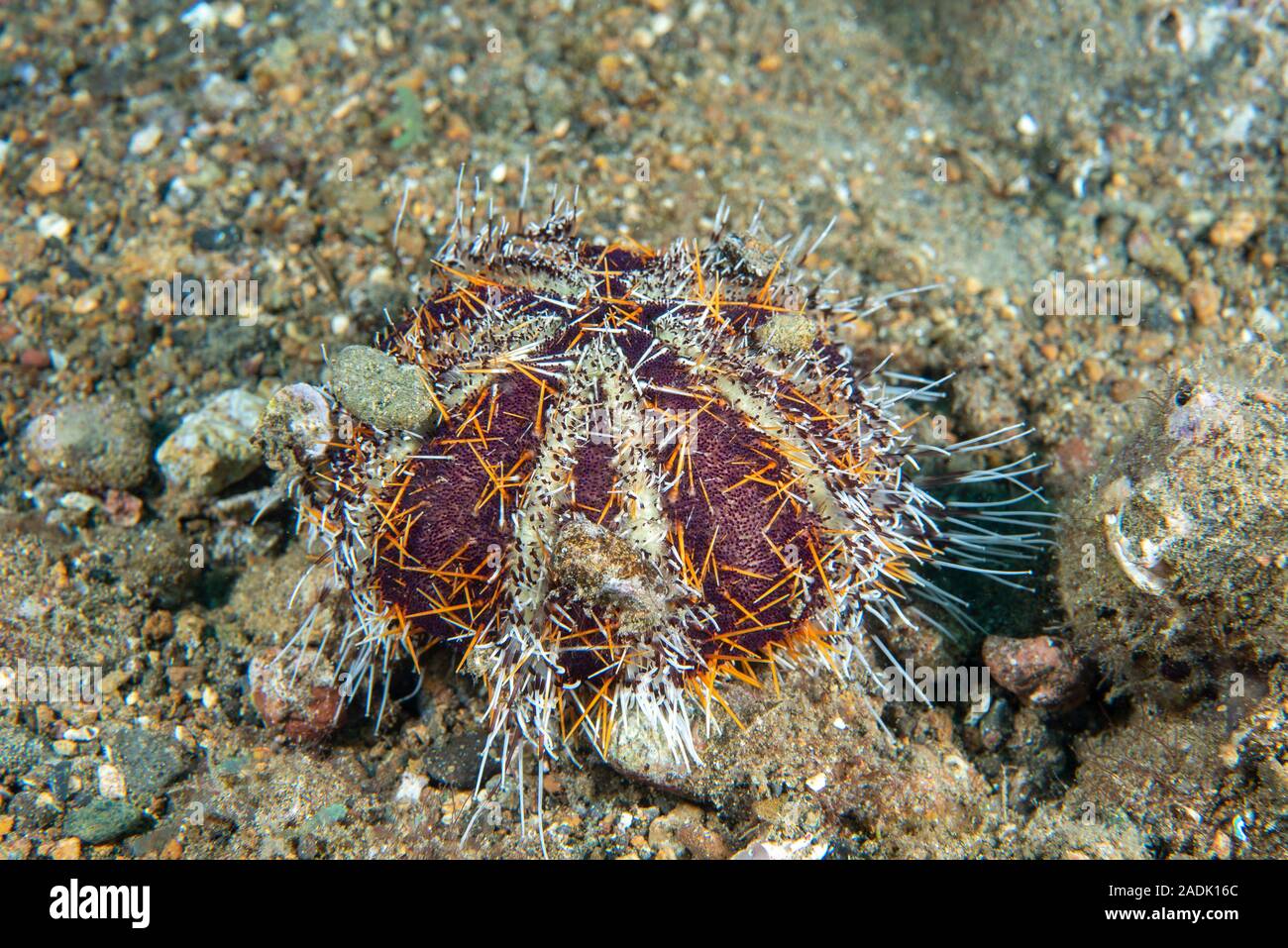 Flower Urchin Toxopneustes pileolus Stock Photo - Alamy