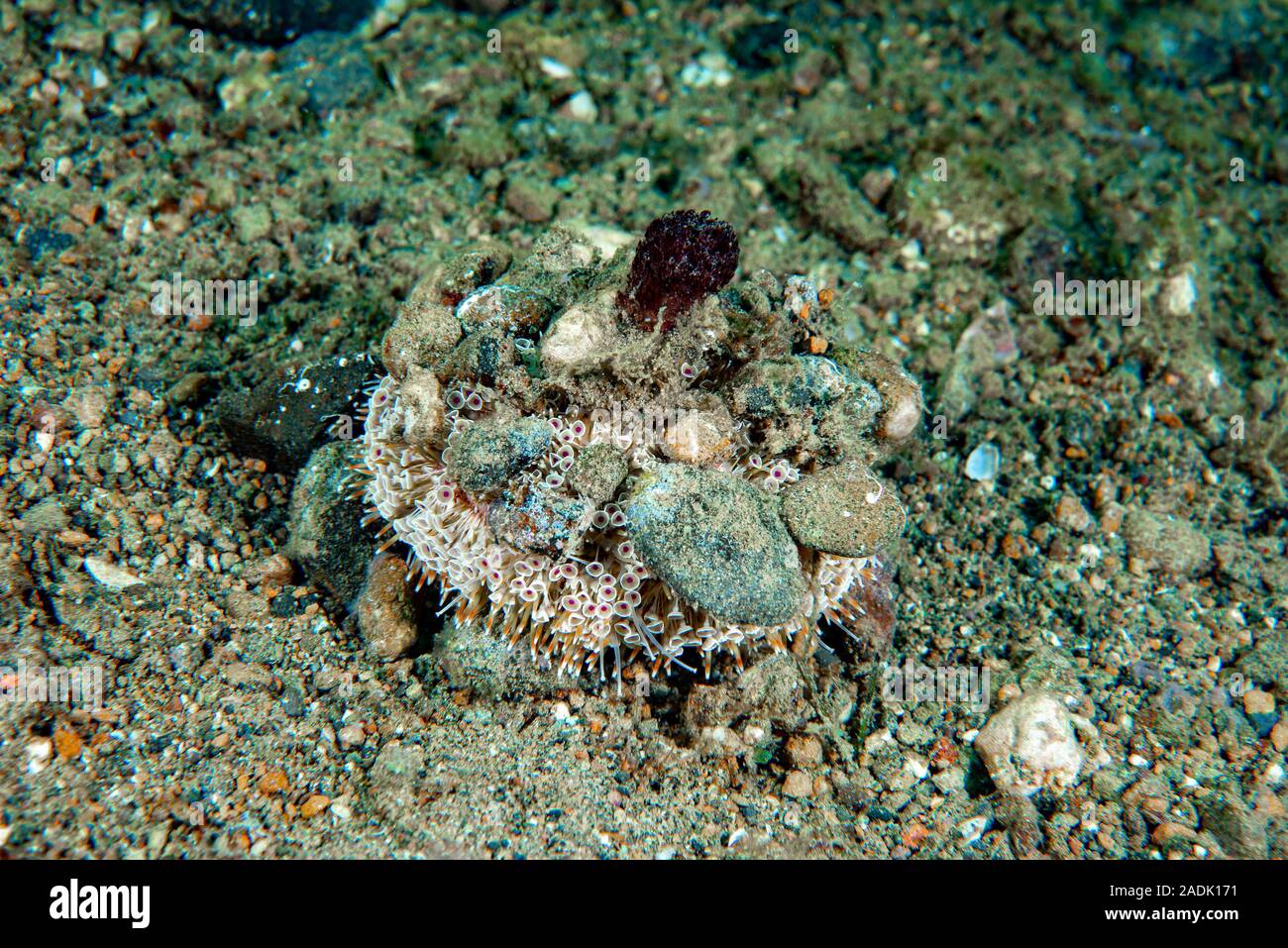 Flower Urchin Toxopneustes pileolus Stock Photo - Alamy