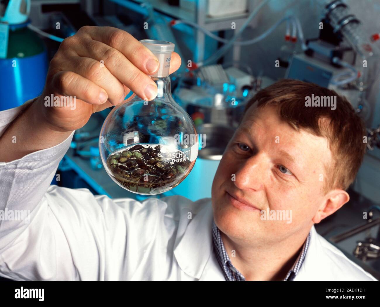 Insect research scientist. Scientist holding a flask of beetles in a ...