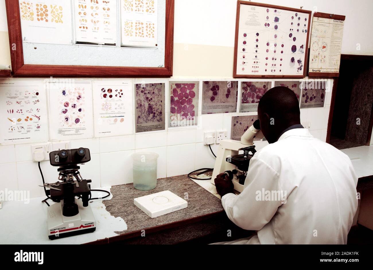 Medical research. Histologist examining tissue samples using a light ...