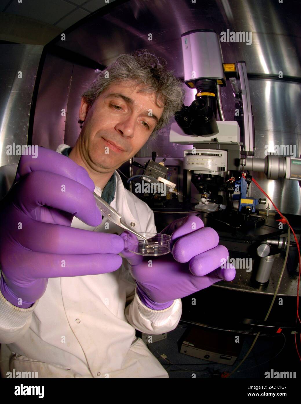 Brain research. Researcher preparing a brain sample for multi-photon ...