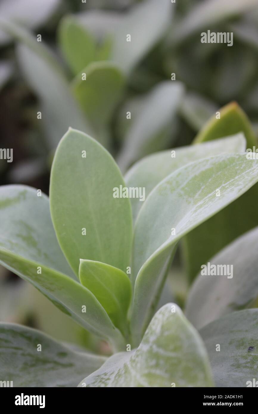 Sempervivus hi-res stock photography and images - Alamy