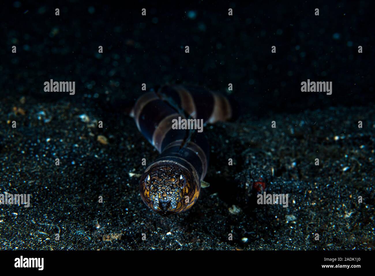 Napoleon Snake Eel Ophichthus bonaparti Stock Photo - Alamy
