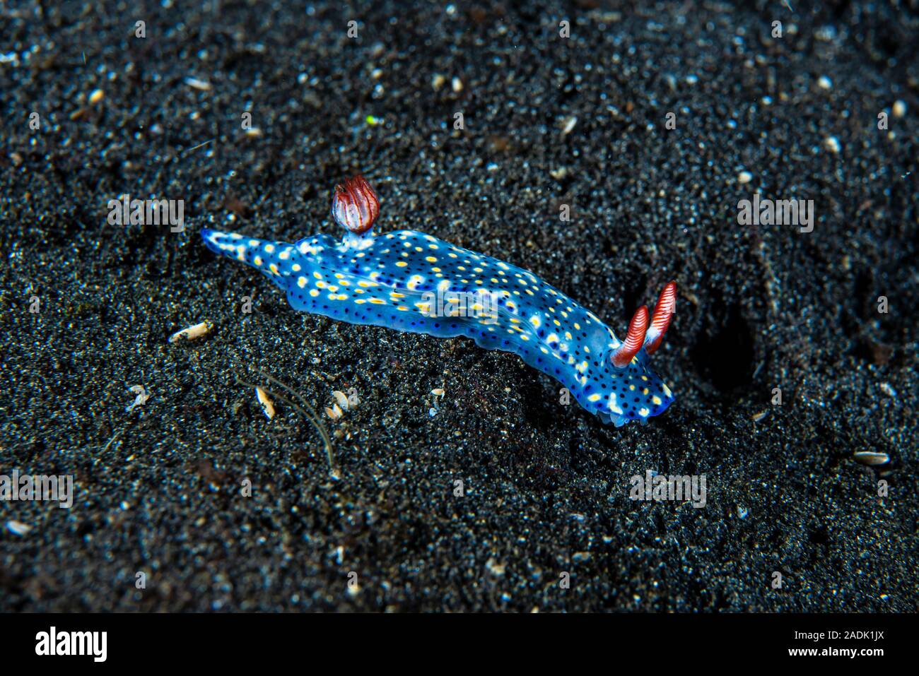 Hypselodoris infucata hi-res stock photography and images - Alamy
