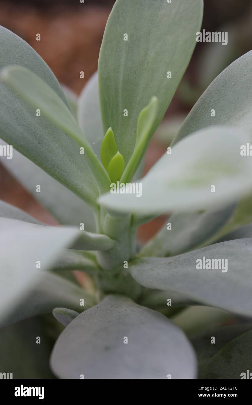 Senecio sempervivus hi-res stock photography and images - Alamy