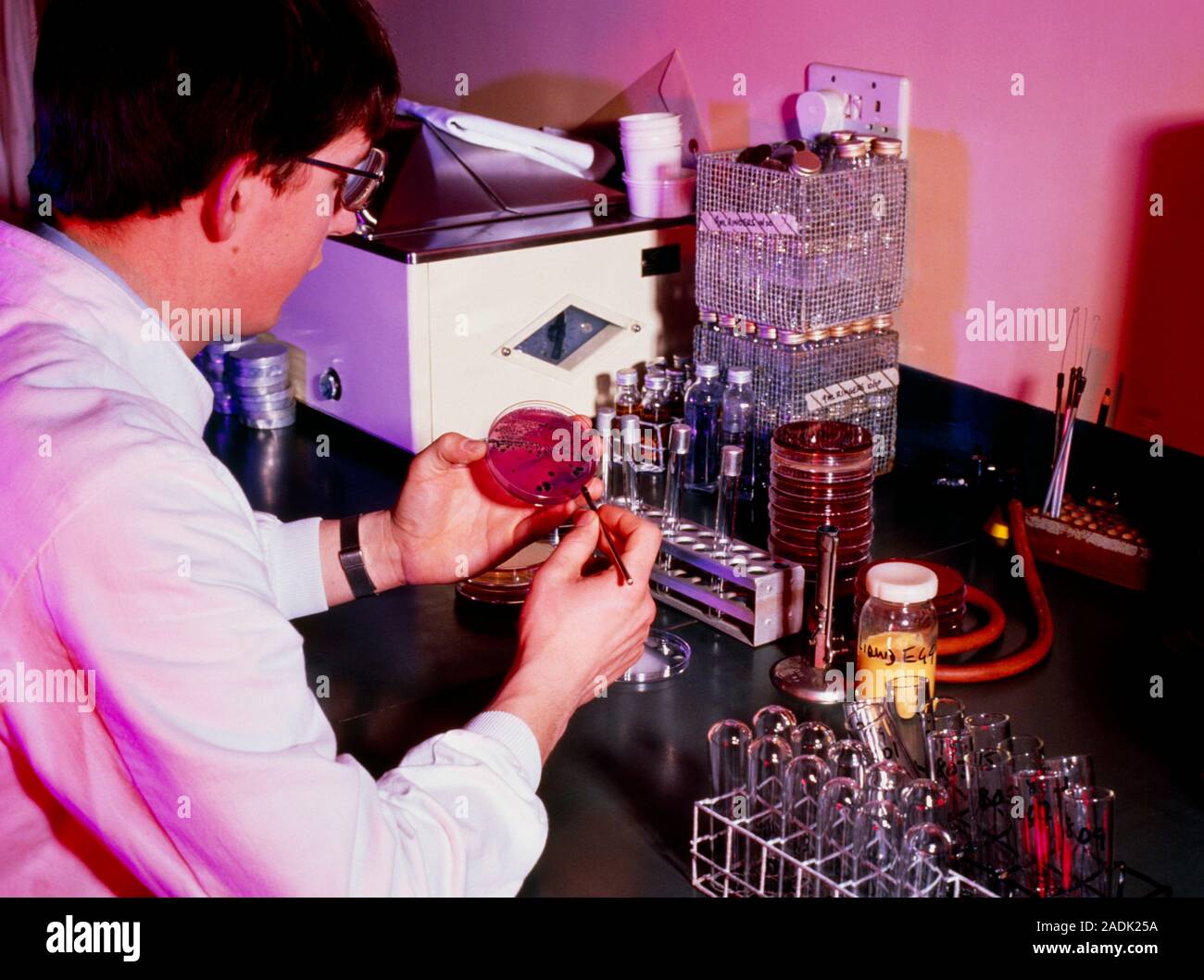 Microbiologist examining colonies of Salmonella bacteria, cultured from ...