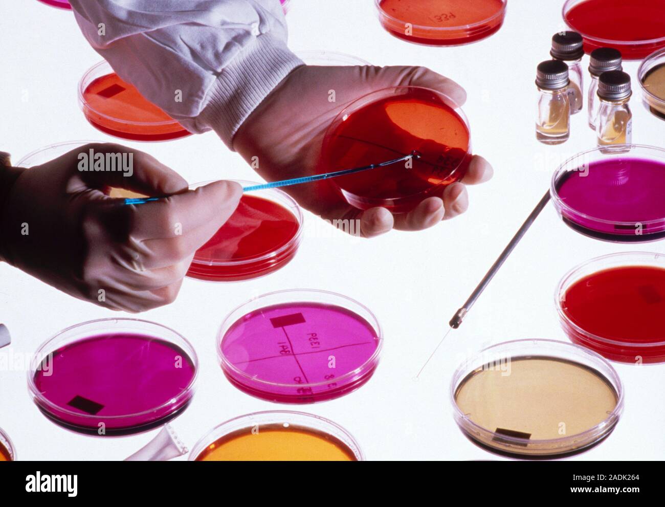 Plating of bacteria. Hands of a laboratory technician streaking ...